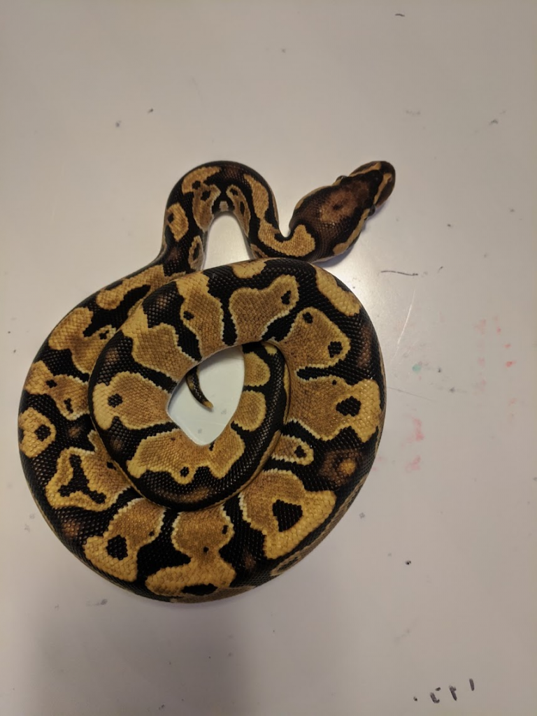 Meet Mango, the 3 year old Fire Ball Python | Our Reptile Forum