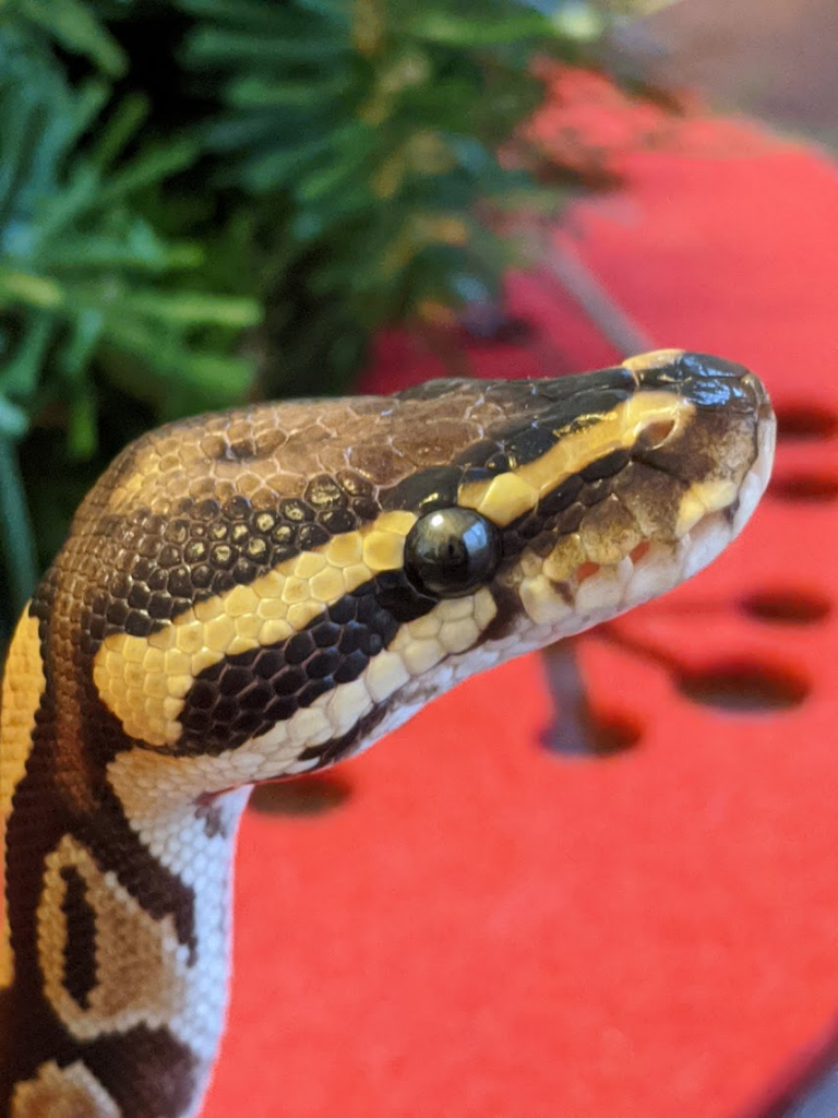 Meet Mango, the 3 year old Fire Ball Python | Our Reptile Forum