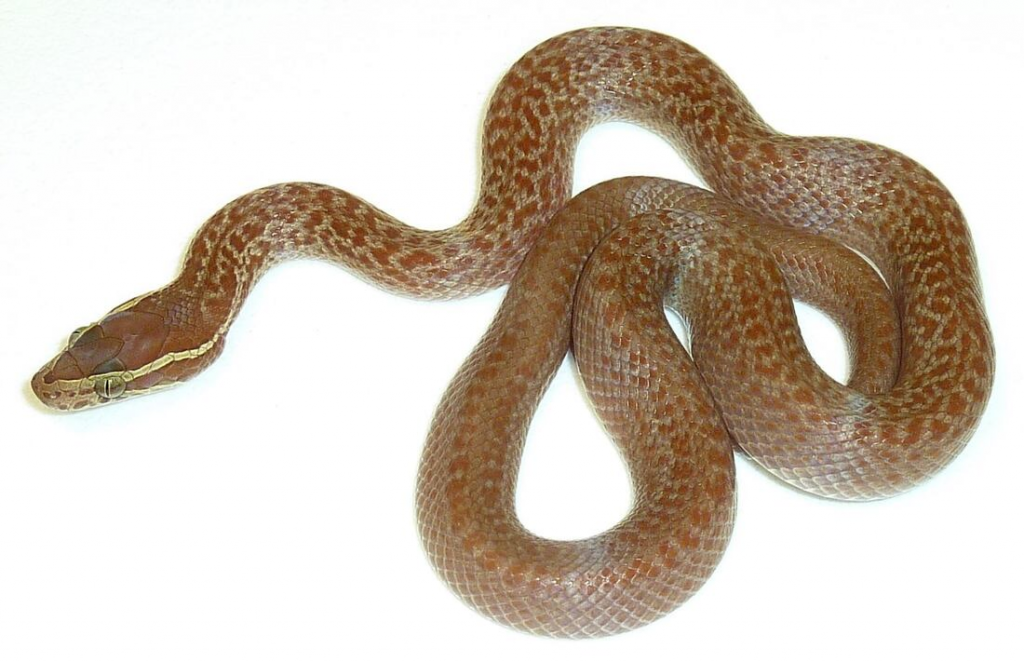 House Snake Morphs, Localities, and Line-Bred Traits (Boaedon capensis ...