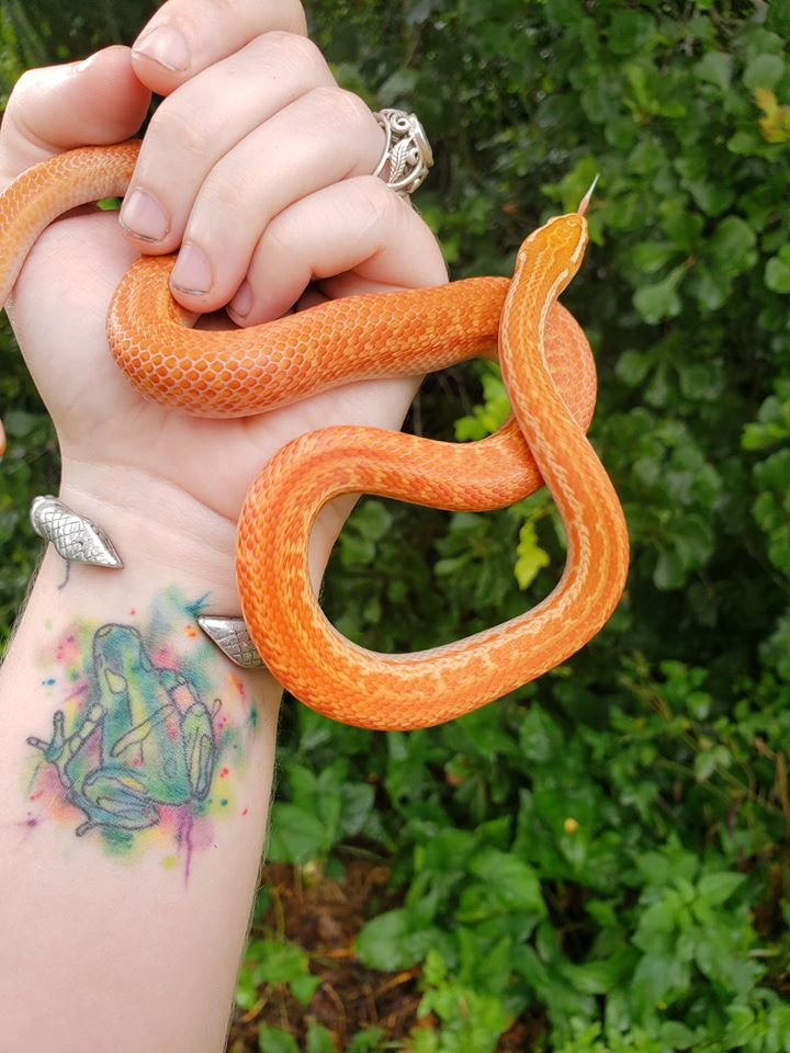 House Snake Morphs, Localities, and Line-Bred Traits (Boaedon capensis ...