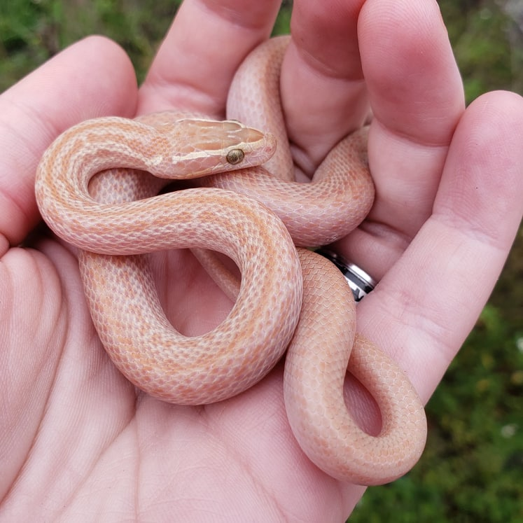 House Snake Morphs, Localities, and Line-Bred Traits (Boaedon capensis ...