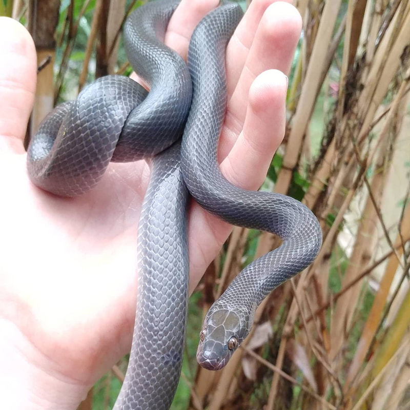 House Snake Morphs, Localities, and Line-Bred Traits (Boaedon capensis ...