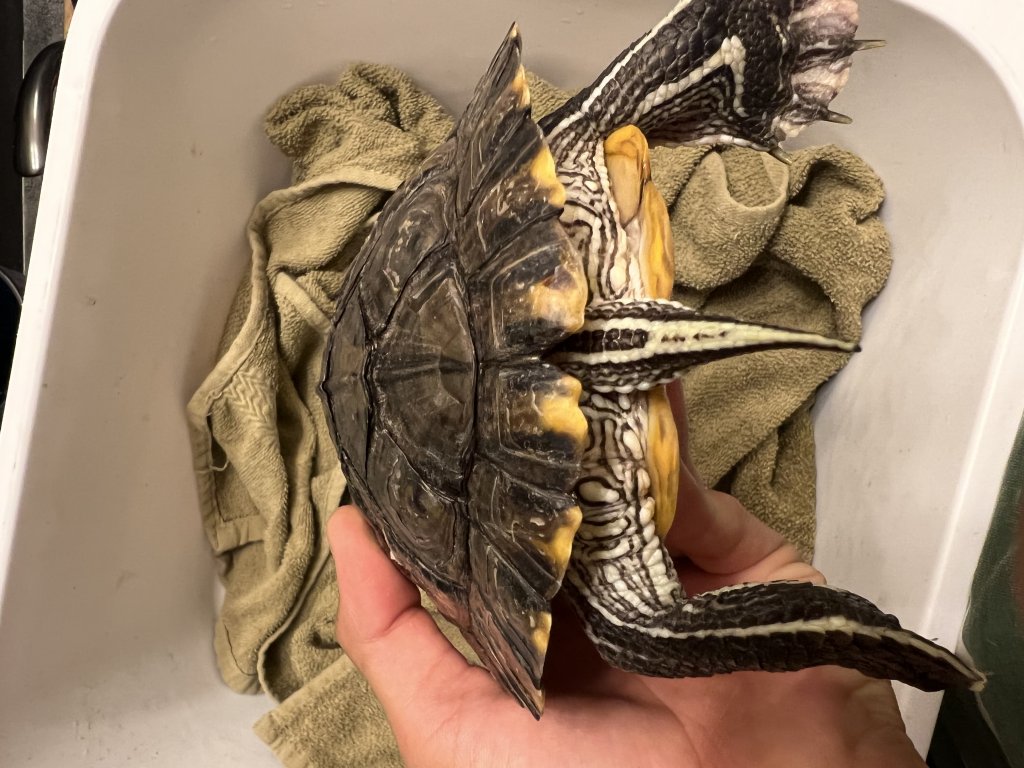 SHEDDING OR SHELL ROT/ LIFTED SCUTES | Our Reptile Forum