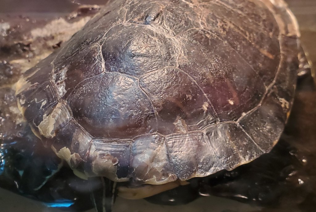 Red Eared Slider Shell Care | Our Reptile Forum