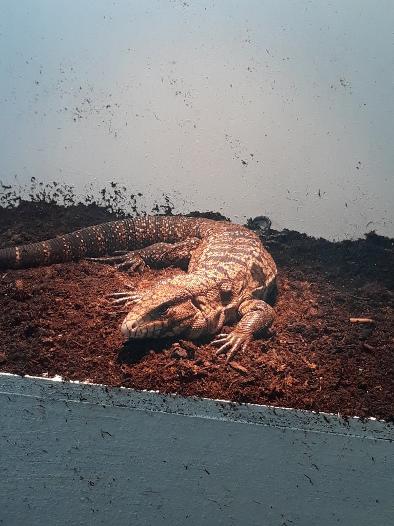 Tegu water bowl | Our Reptile Forum