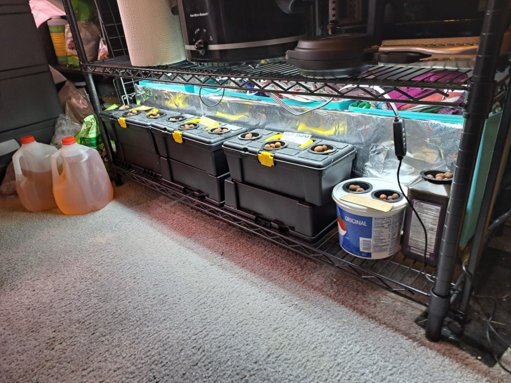 Hydroponics Four | Our Reptile Forum