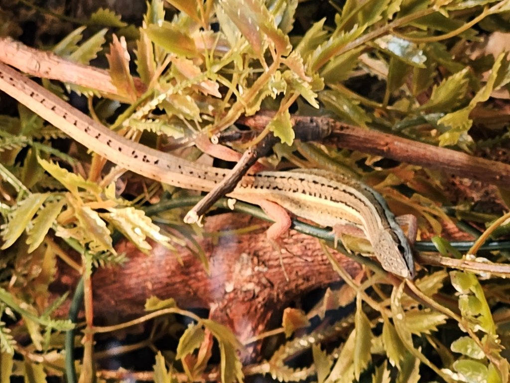 Long tailed lizards now run around like crazy... | Our Reptile Forum
