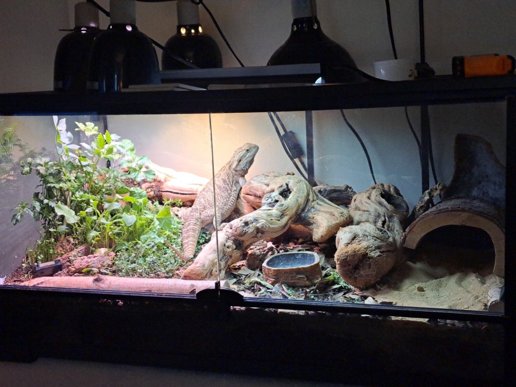 Bearded Dragon Bioactive Substrate | Our Reptile Forum