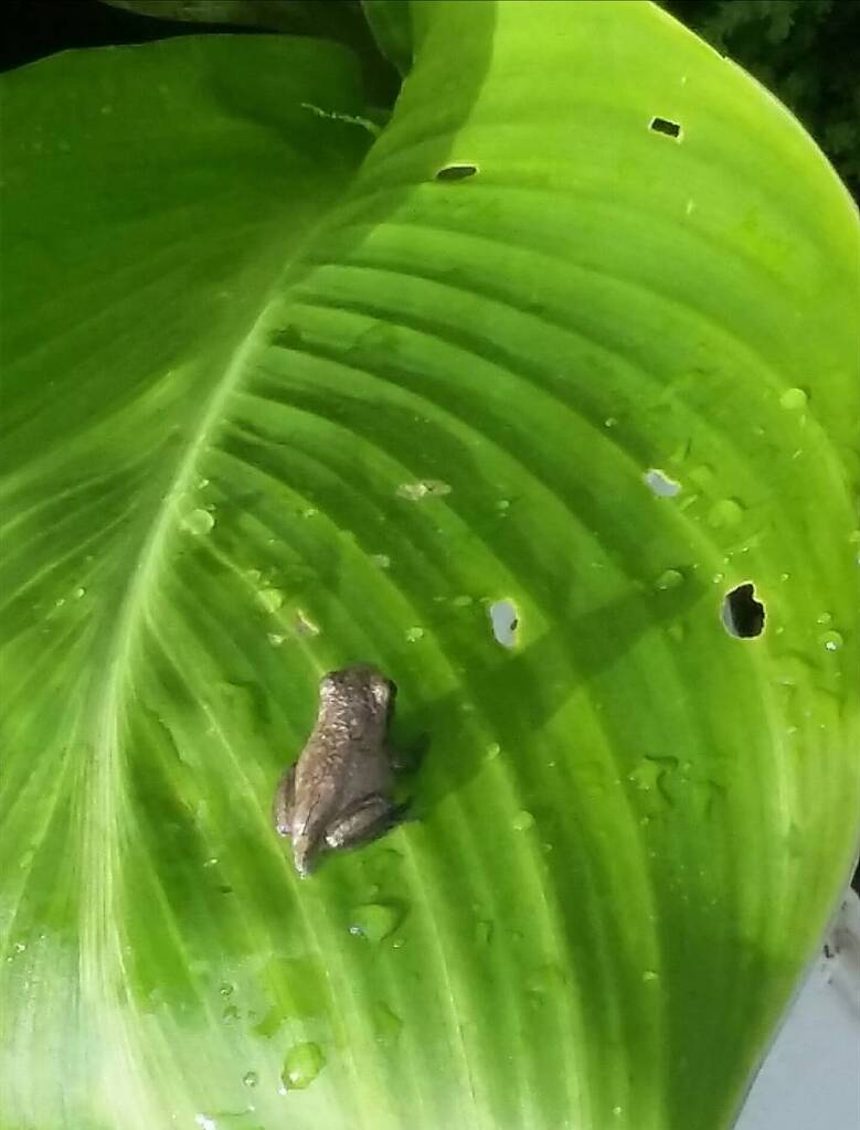 Keeping Wild Caught Gray Tree Frogs | Our Reptile Forum