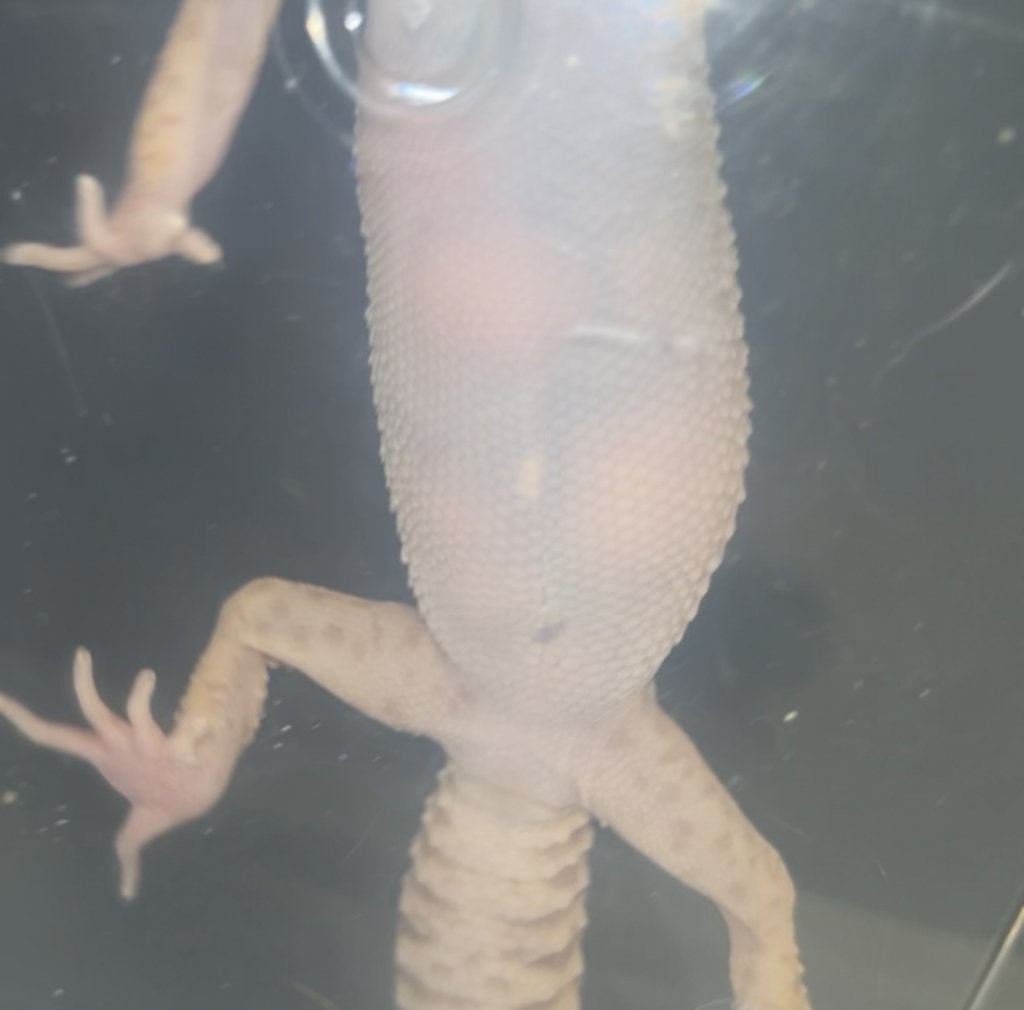 does my leopard gecko look impacted | Our Reptile Forum