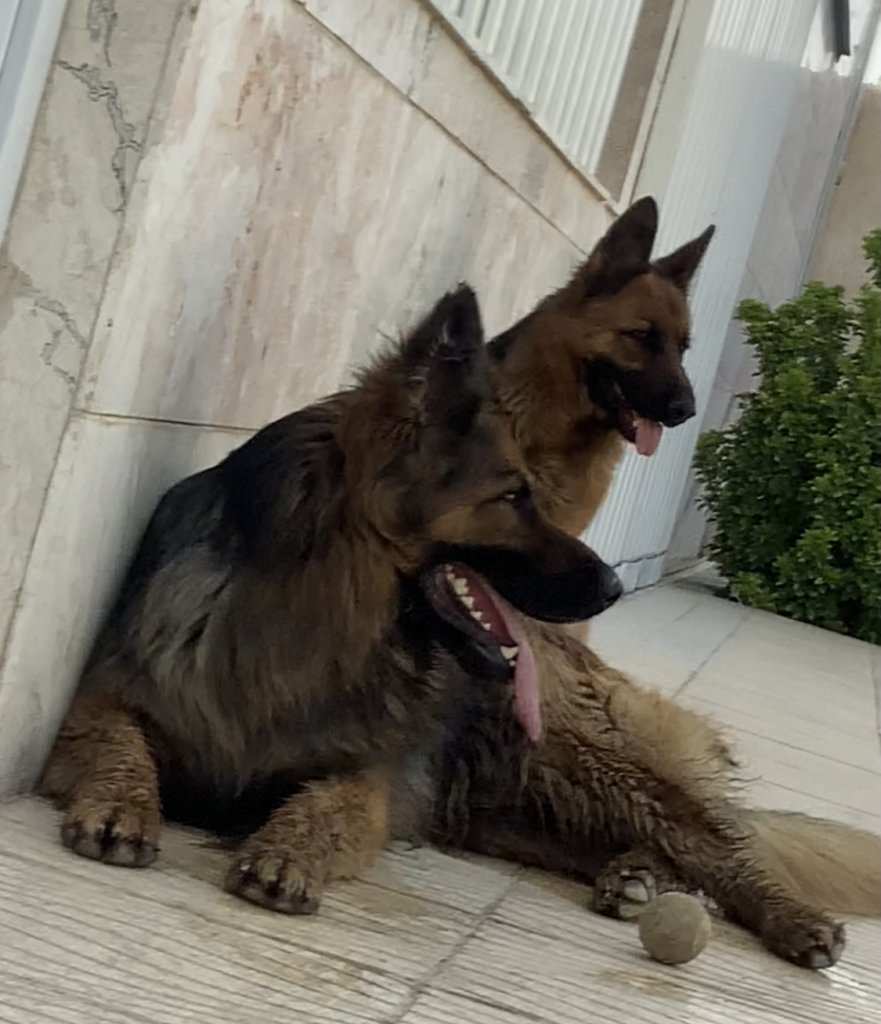 New pictures 🐶 | Our Reptile Forum