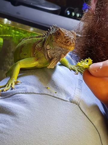 Iguana - Rango | Our Reptile Forum