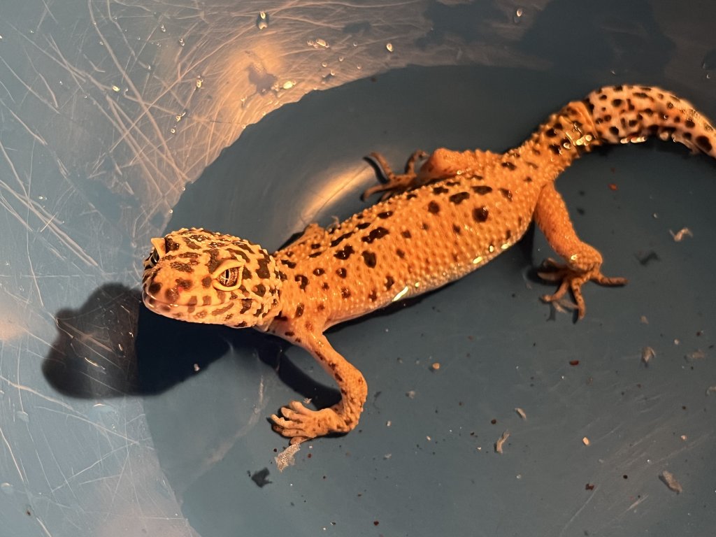 Leopard gecko rescue | Our Reptile Forum