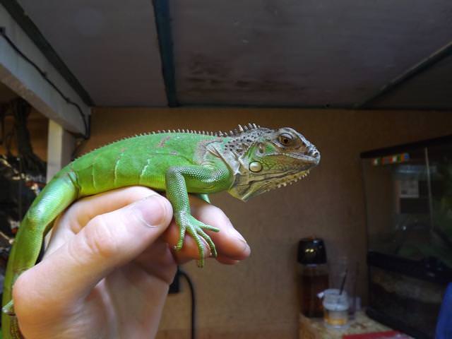 Iguana - Rango | Our Reptile Forum