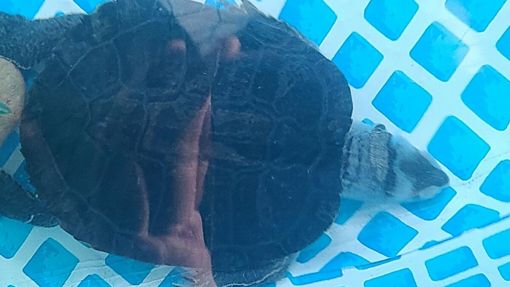 White cottony film on my turtles head while brumating under water | Our ...