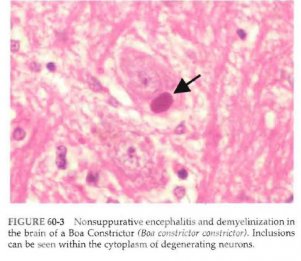 Inclusion Body Disease Virus | Our Reptile Forum