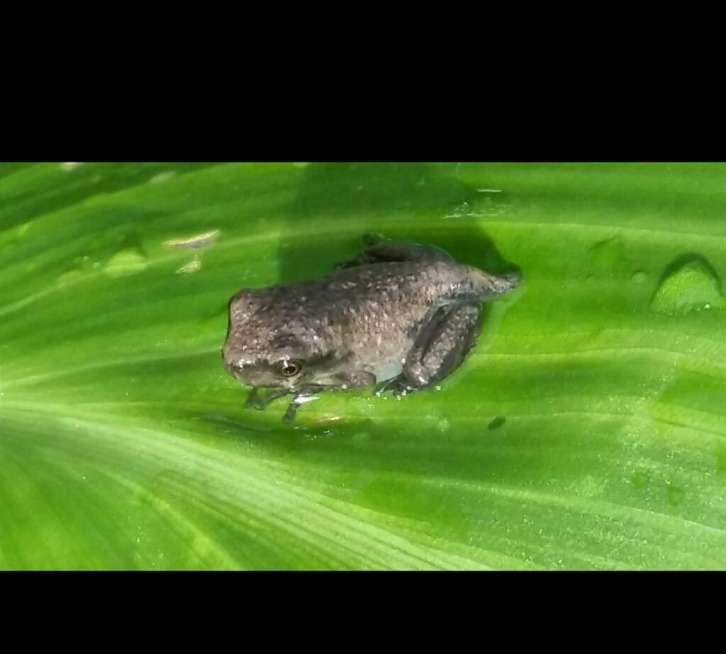 Keeping Wild Caught Gray Tree Frogs | Our Reptile Forum