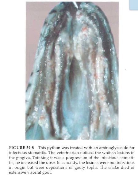 Gout in Reptiles | Our Reptile Forum