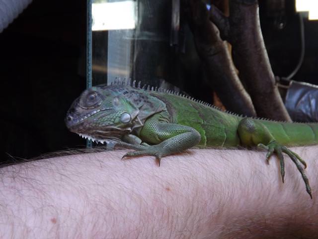 Iguana - Rango | Our Reptile Forum