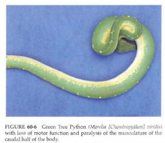 Inclusion Body Disease Virus | Our Reptile Forum
