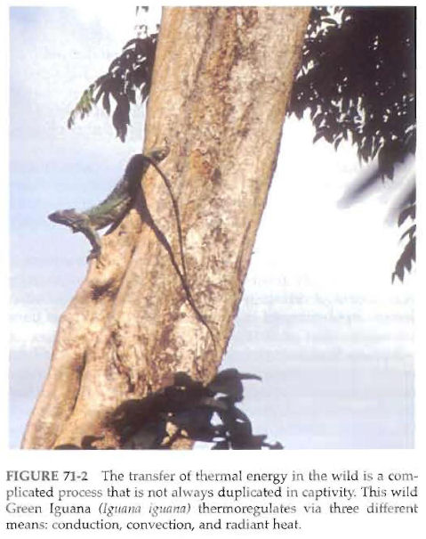 Thermodynamics - The importance of correct heat for reptiles | Our ...