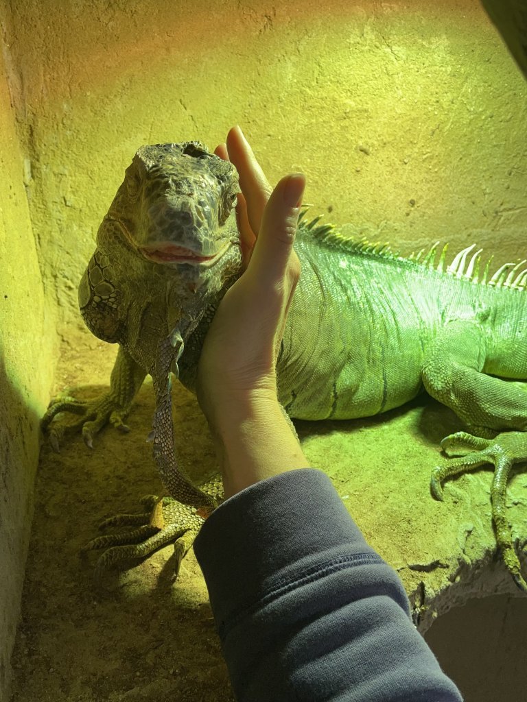 Broken tail | Our Reptile Forum