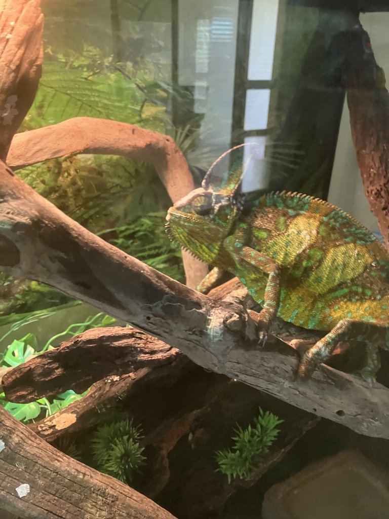 Chameleon Megatron | Our Reptile Forum