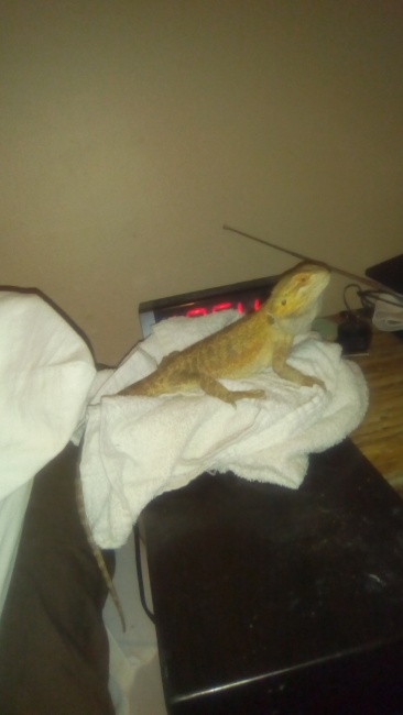 Draco chilling out | Our Reptile Forum