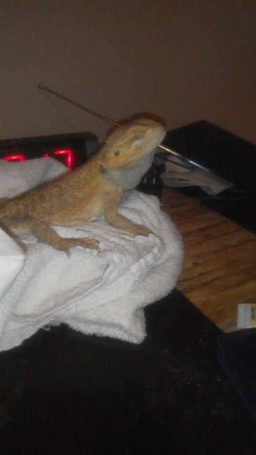 Draco chilling out | Our Reptile Forum