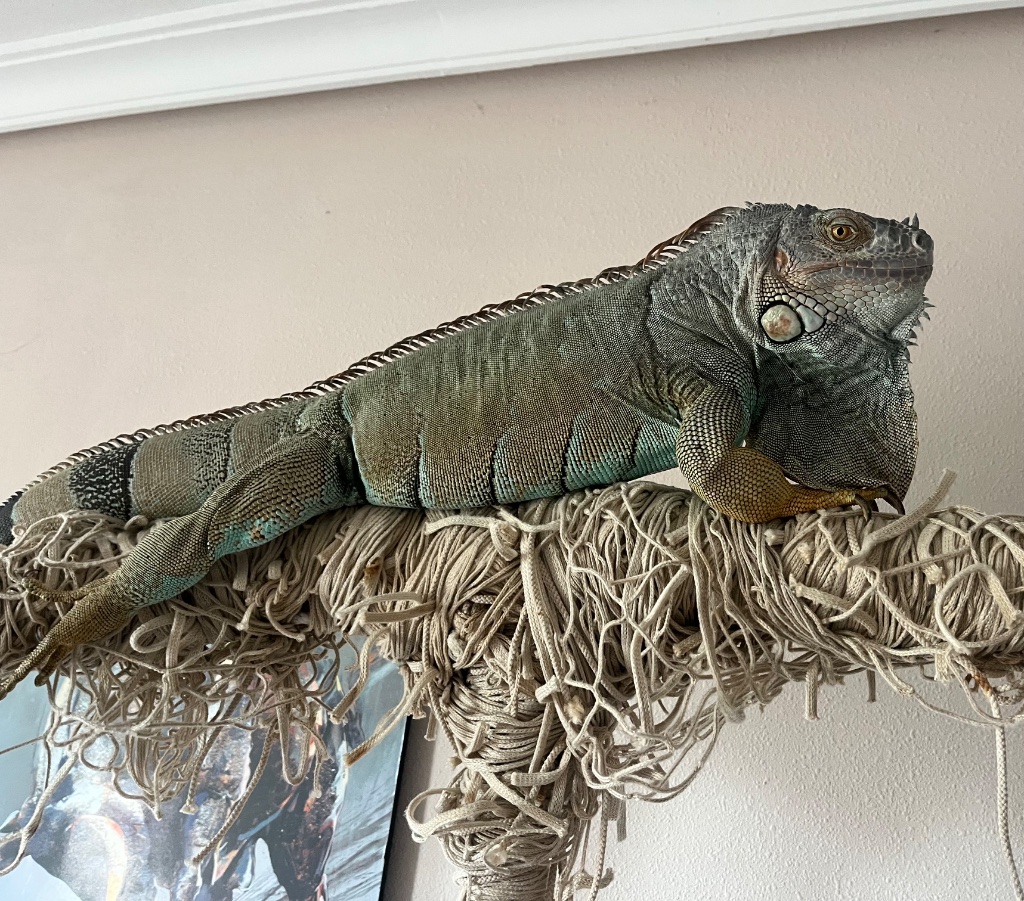 Jorge - Green Iguana | Page 85 | Our Reptile Forum