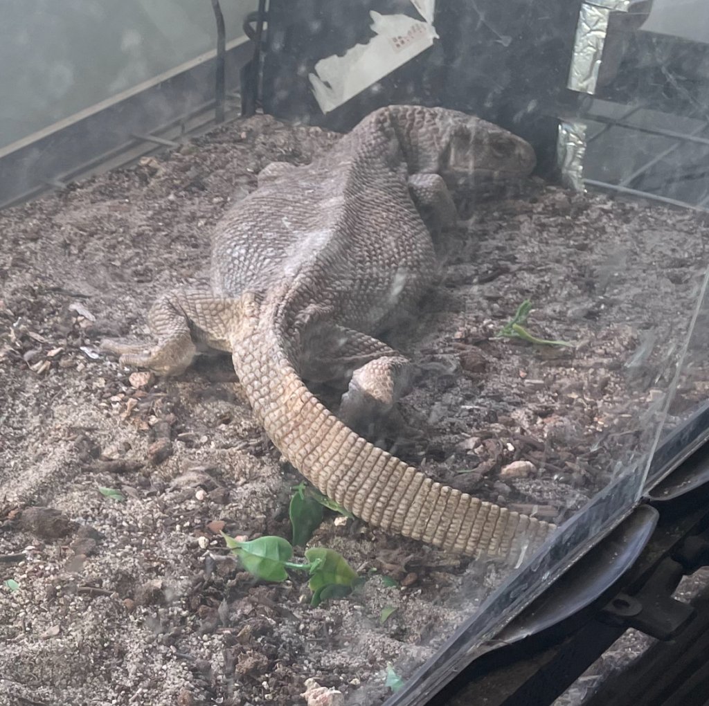 about that dying monitor lizard… | Our Reptile Forum