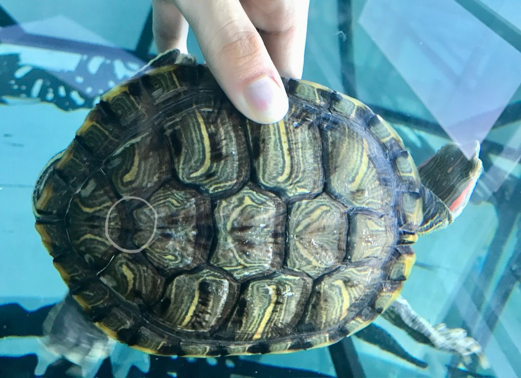 White spots & scute irregularity on shell, betadine treatment not ...