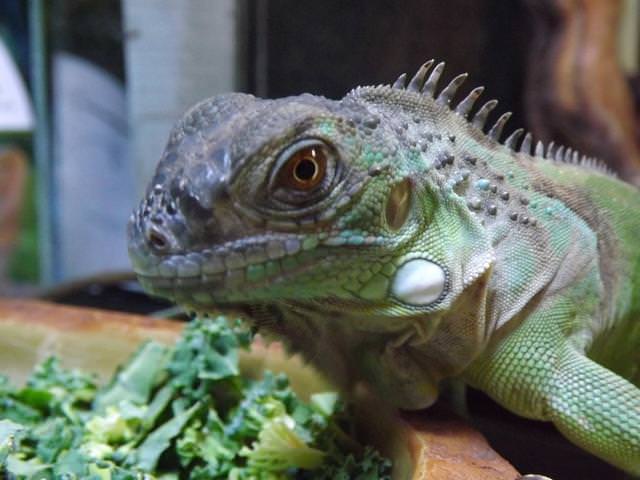 Iguana - Rango | Our Reptile Forum