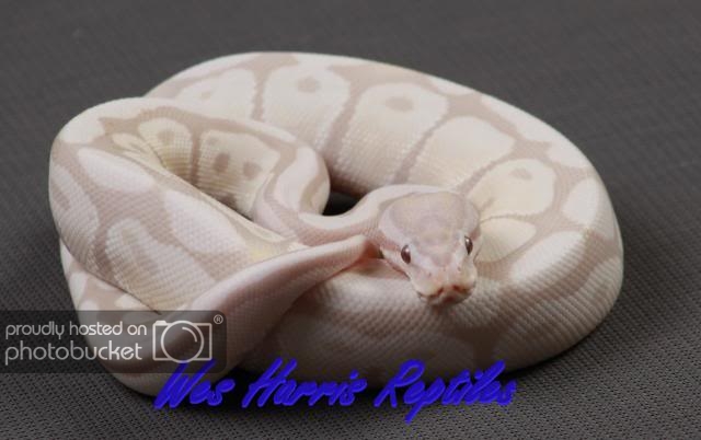 Purple Snakes | Our Reptile Forum