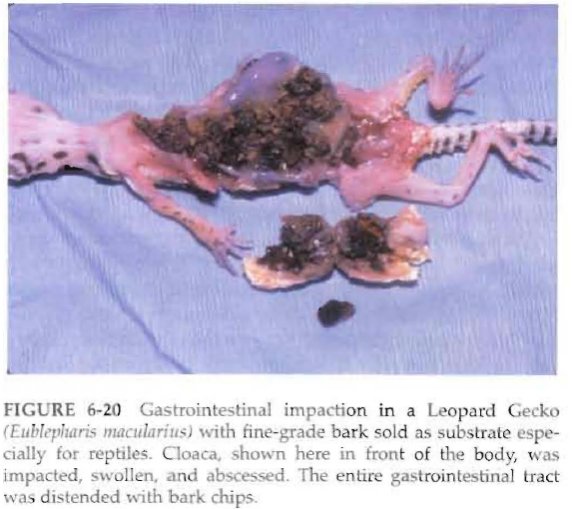 Leopard gecko habitat | Our Reptile Forum