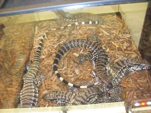 ackie monitor ... | Our Reptile Forum