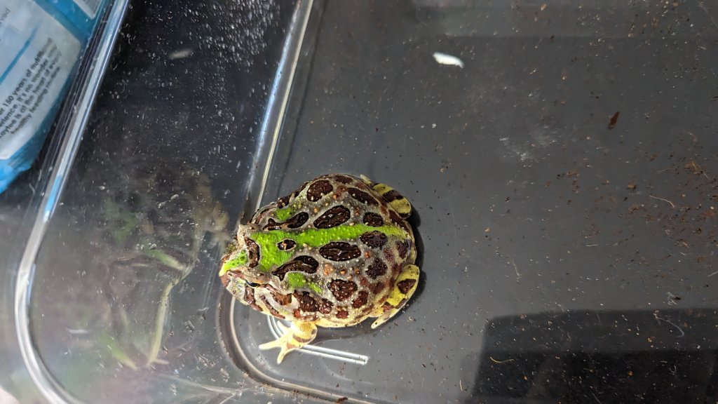 Is my pacman sick? | Our Reptile Forum