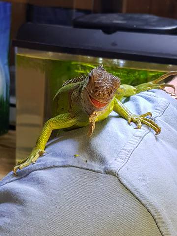 Iguana - Rango | Our Reptile Forum