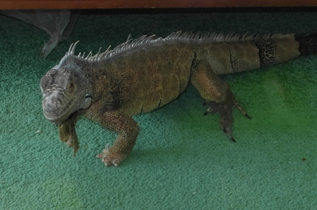 Iguana Lucky - leopard | Our Reptile Forum