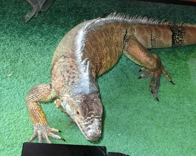 Iguana Lucky - leopard | Our Reptile Forum