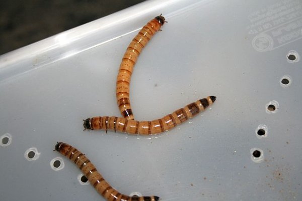 Difference between Mealworms and Superworms and how to Breed them | Our ...