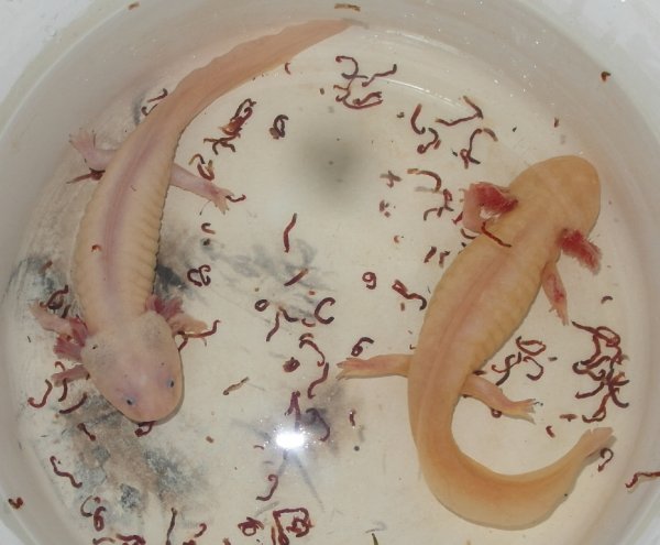 Axolotl fight | Our Reptile Forum