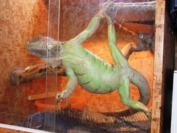 IGUANA Rango | Page 6 | Our Reptile Forum