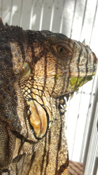IGUANA Rango | Page 10 | Our Reptile Forum