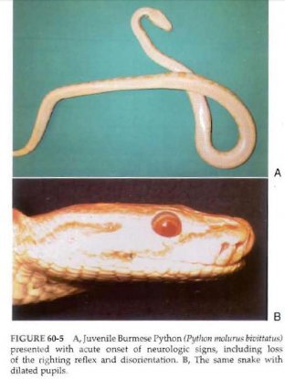 Inclusion Body Disease Virus | Our Reptile Forum