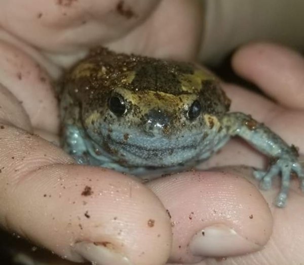 Chubby frog care | Our Reptile Forum
