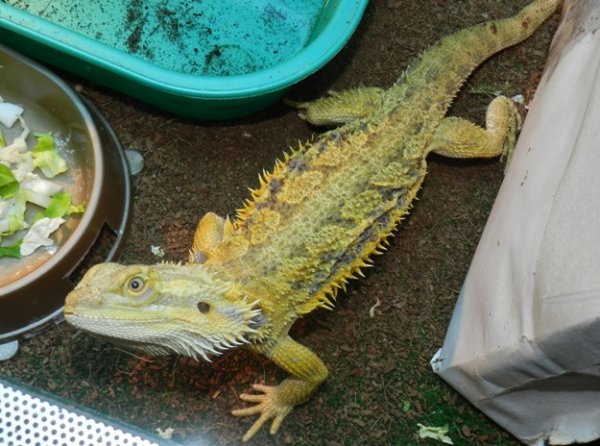 How to breed Bearded Dragons | Our Reptile Forum