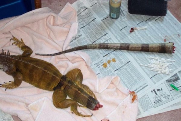 Damage to the tail iguanas | Our Reptile Forum