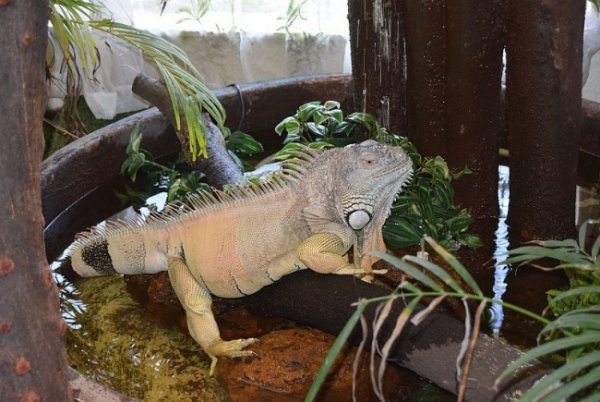 Creating an Iguana room, recommendations, dos and don'ts | Our Reptile ...